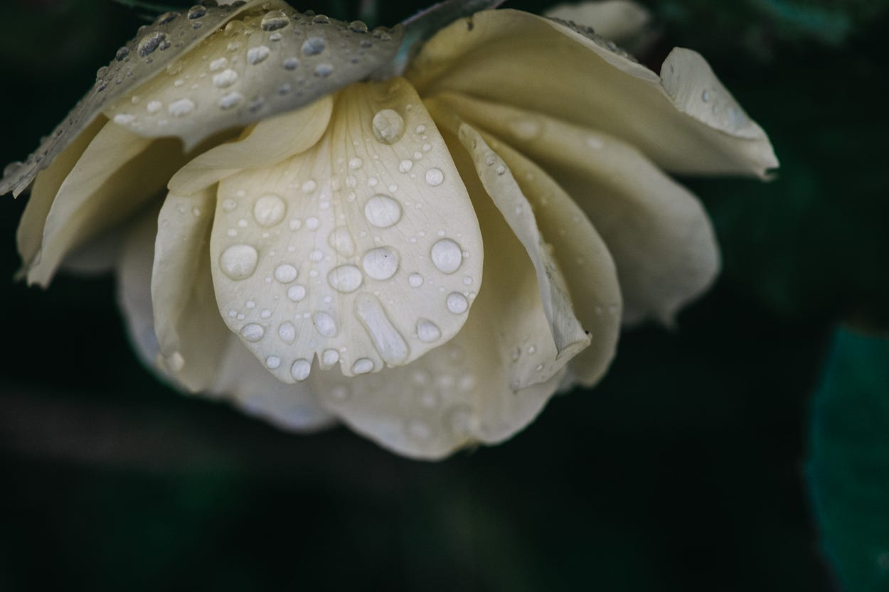 Pollination Garden | Mel Adams | Substack