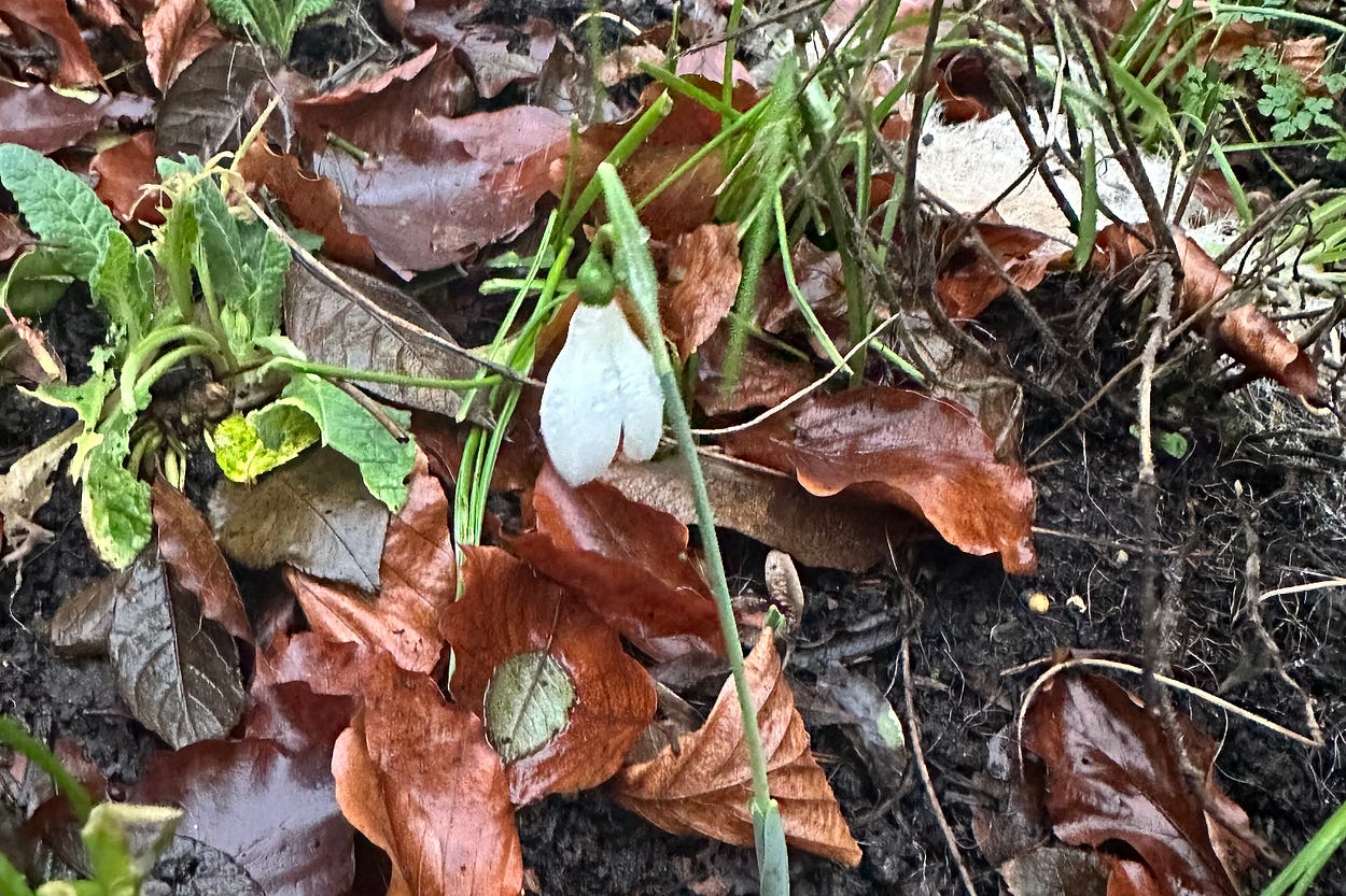 Best Design Newsletters on Substack