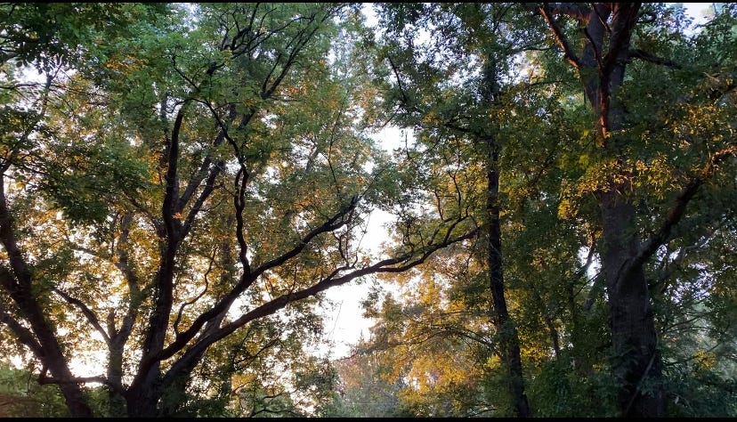 Seeking The Narrow | Derek Petty | Substack