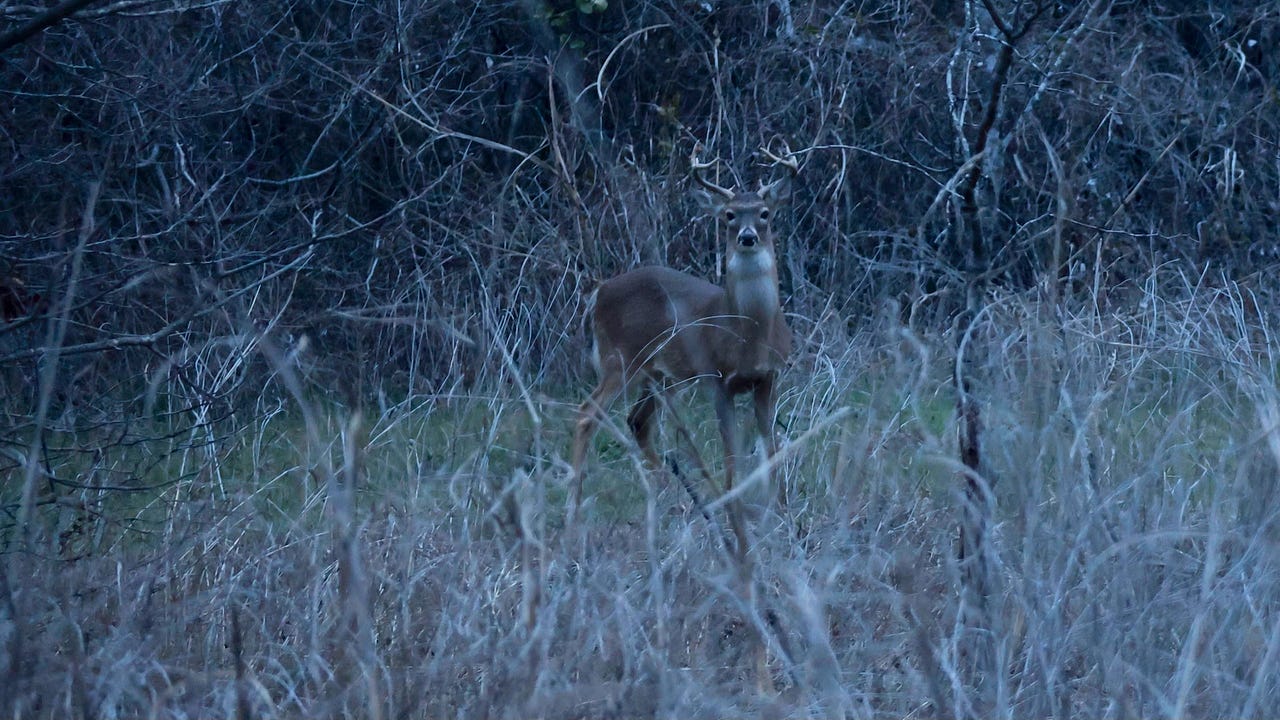 Public Domain | Chris D'Angelo | Substack