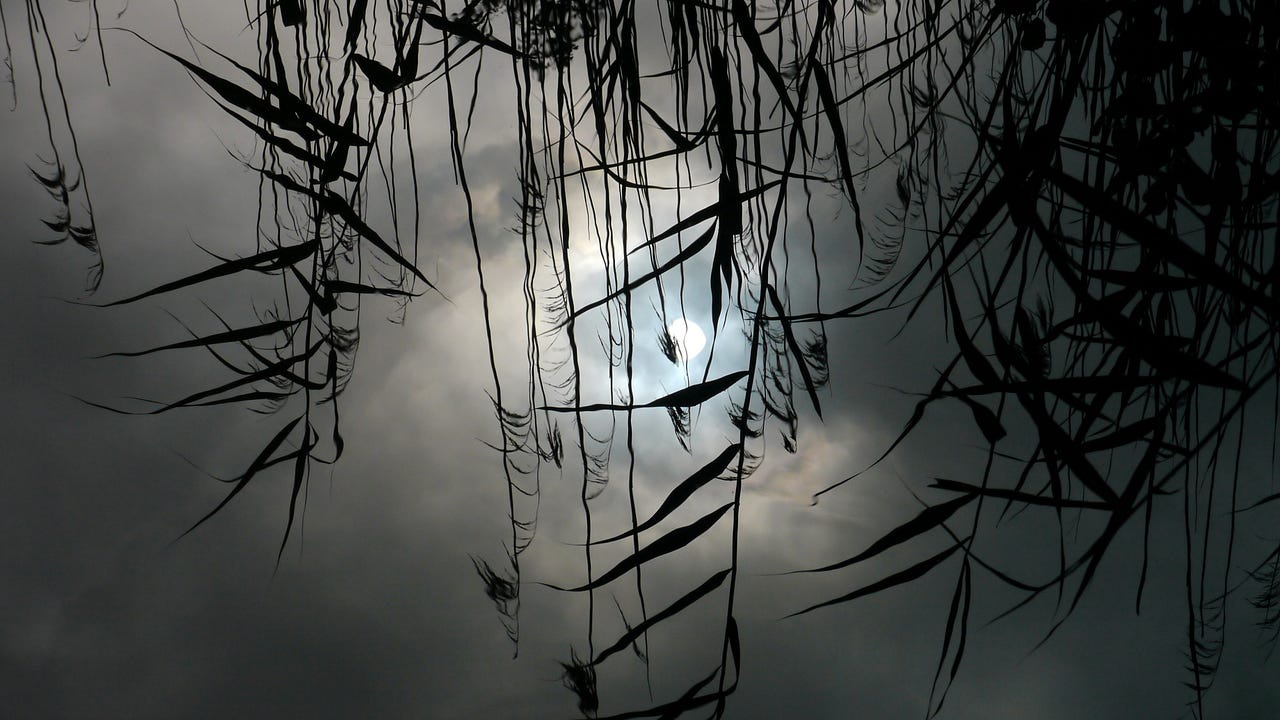 The Predators versus The People | Mees Baaijen | Substack