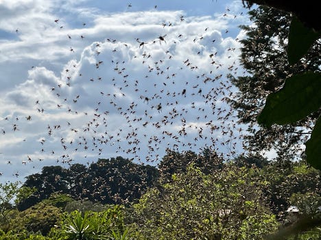 The Predators versus The People | Mees Baaijen | Substack