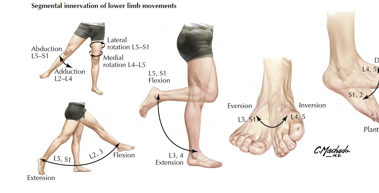 Victoria's Anatomy | Vicky O | Substack