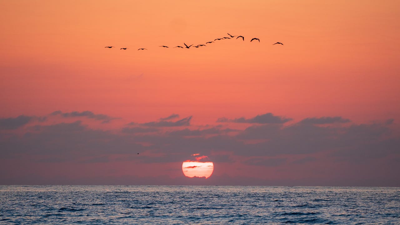 The BHR Group Digital Rights Careers Newsletter | Substack