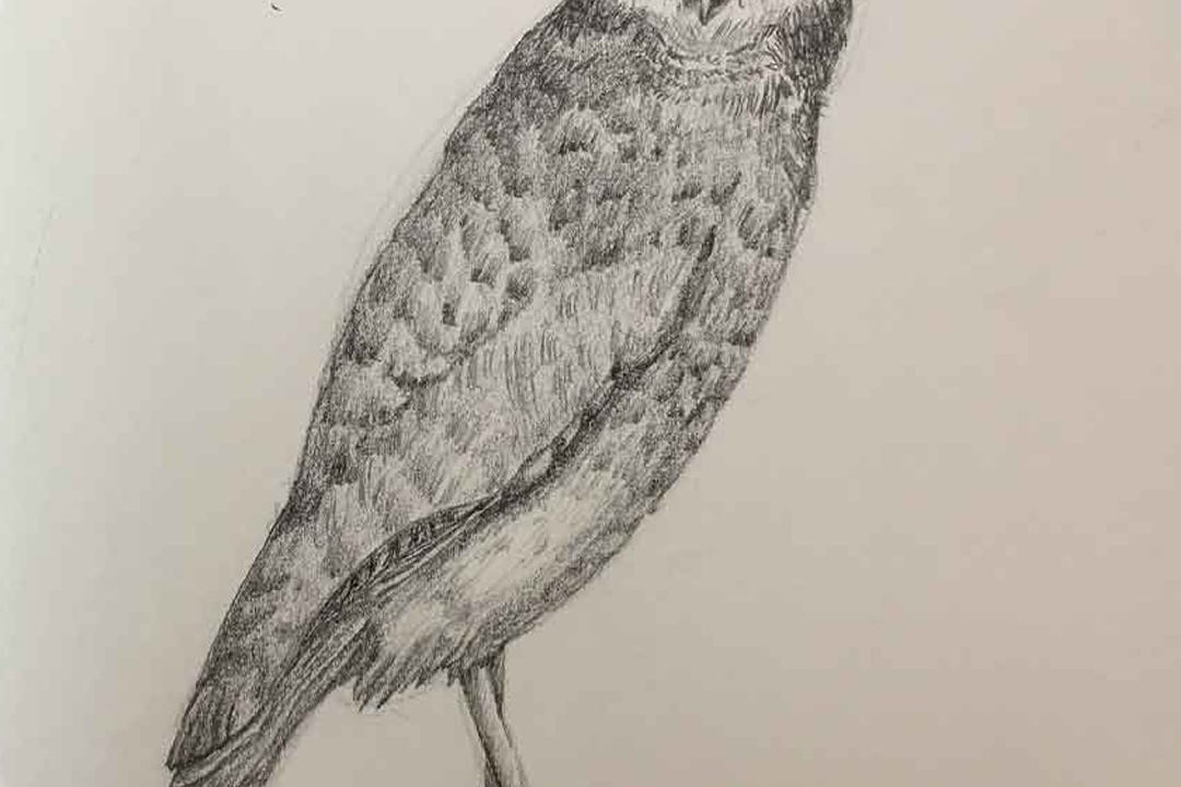 Cricklewood Nature Journal | Susannah Fisher | Substack