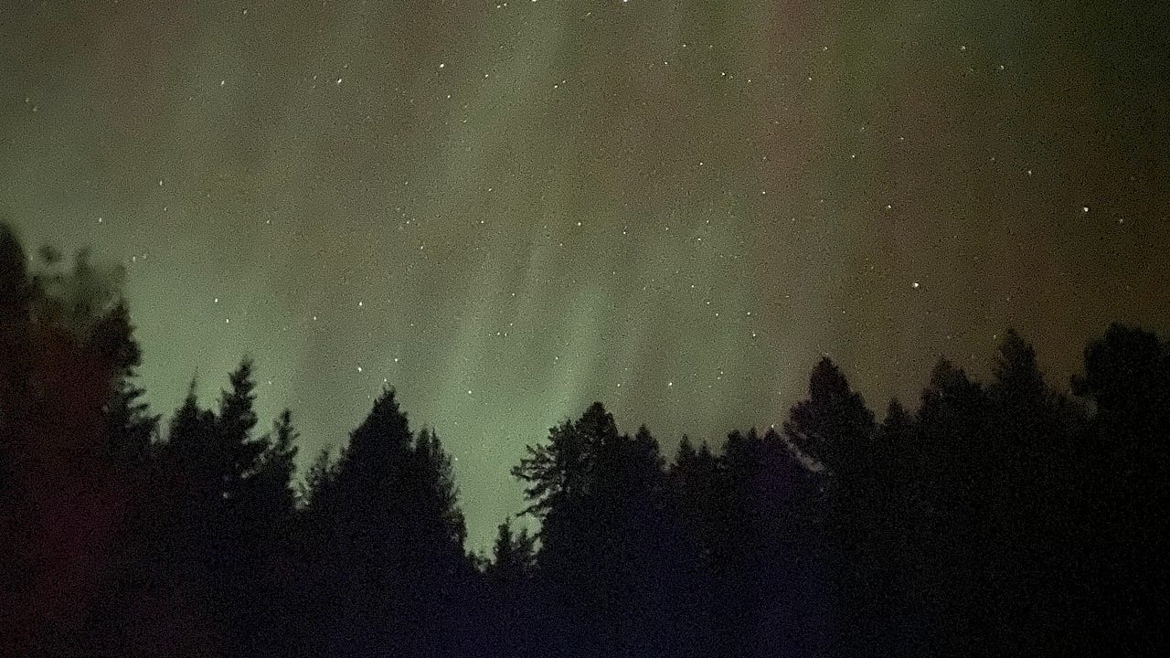 Wild Life with Amy Jay | Substack