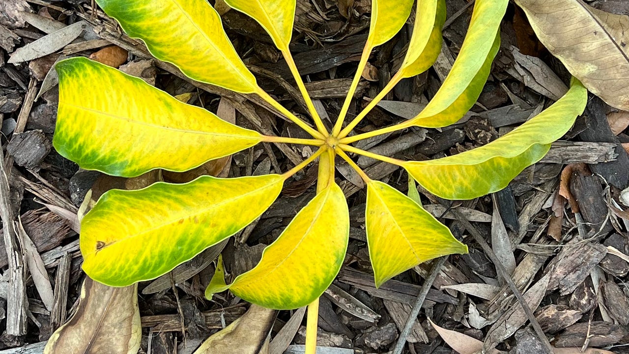 gratitude mojo | Joyce Wycoff | Substack