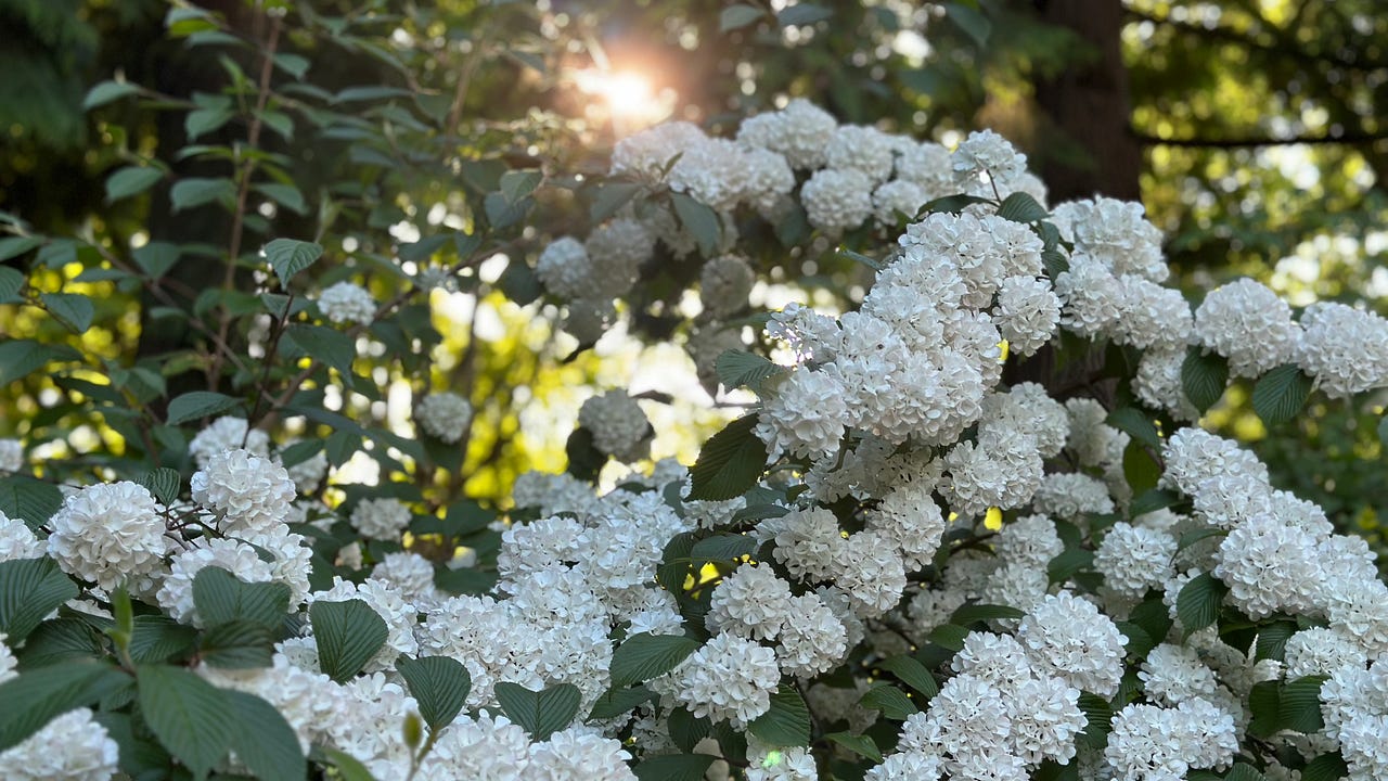 Fog Chaser | FogChaser | Substack