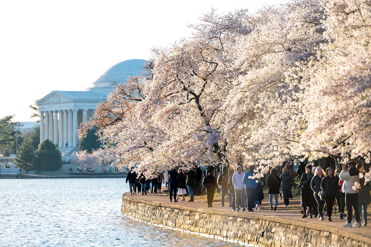 2025 Cherry Blossom Watch | David Coleman | Substack