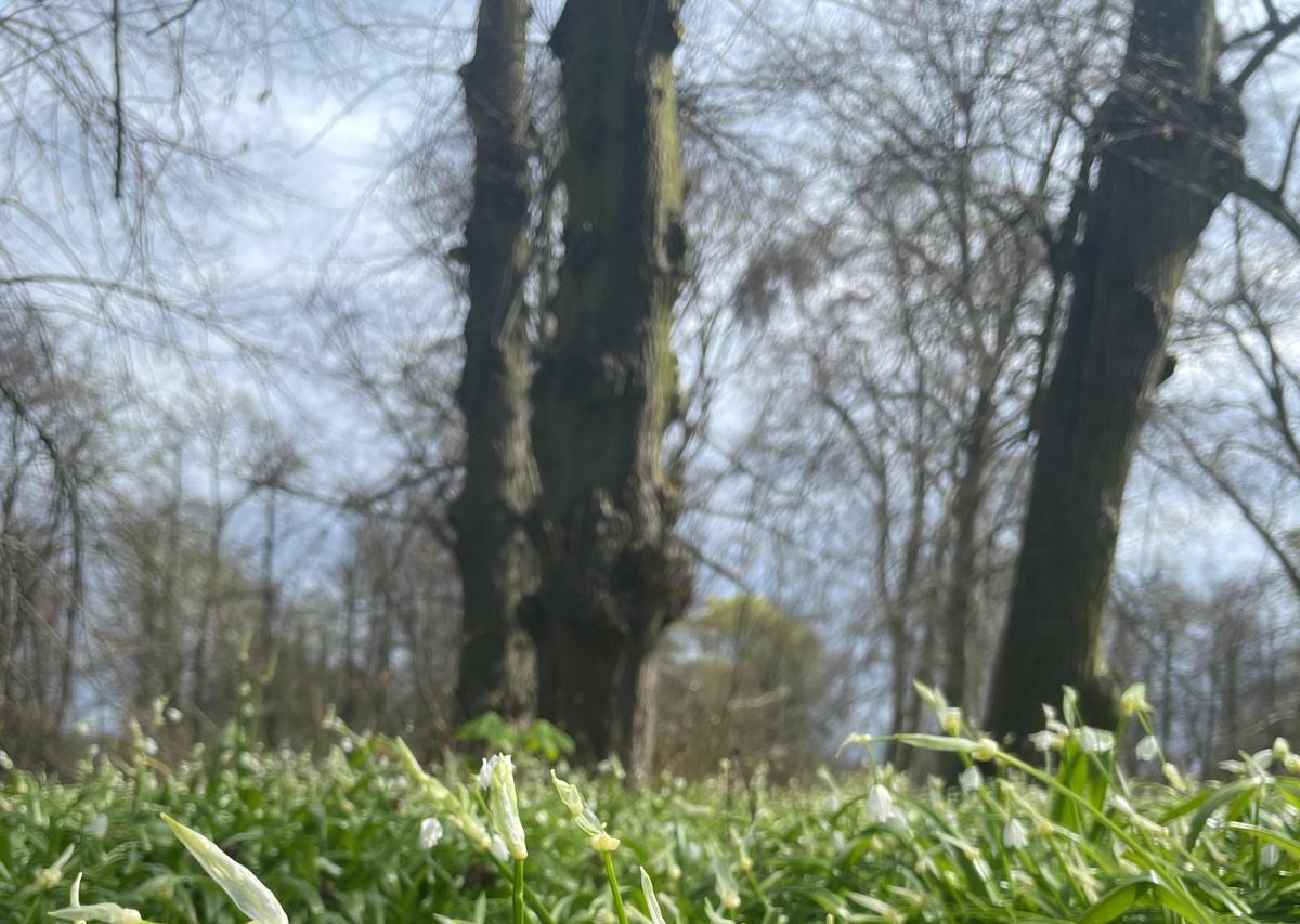 海马星球 Seahorse Planet | Substack