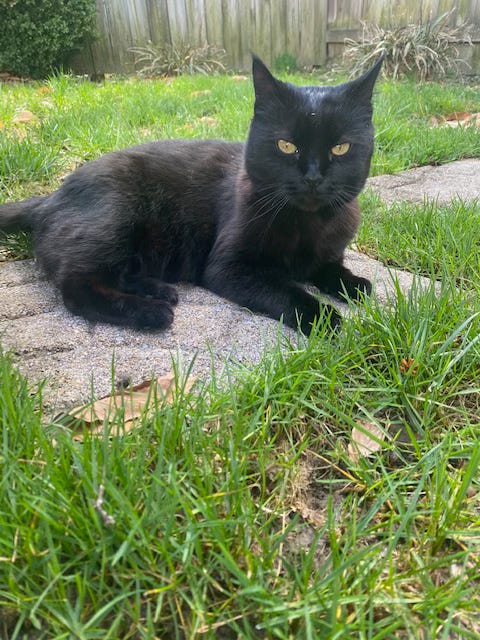 Turning Down the Noise | Caitlin McGill | Substack