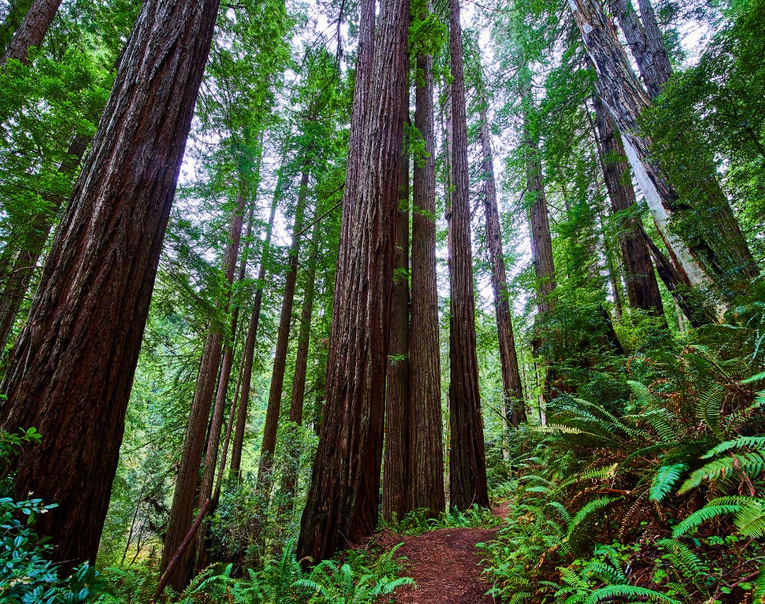 Michelle’s Substack | Michelle Wadleigh | Substack