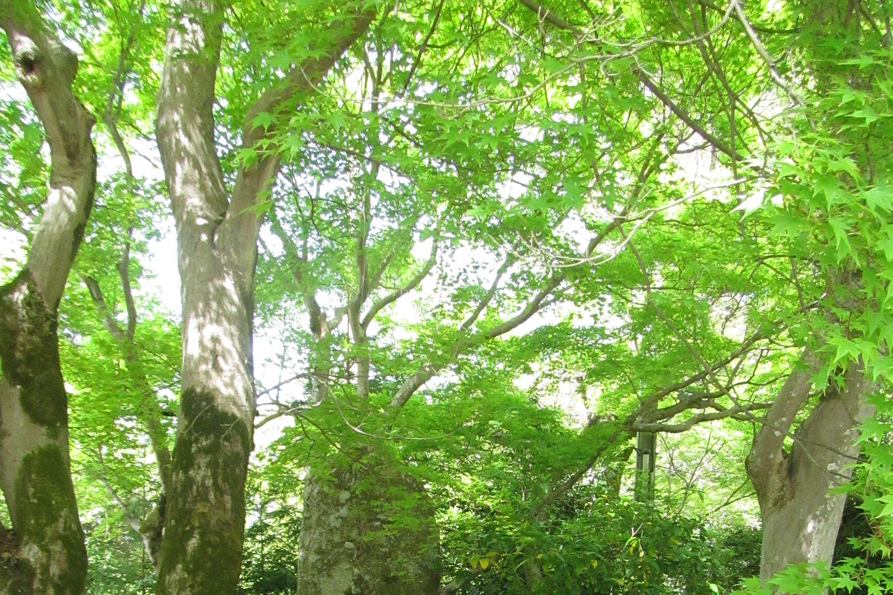 Rombald’s pilgrimages | Substack