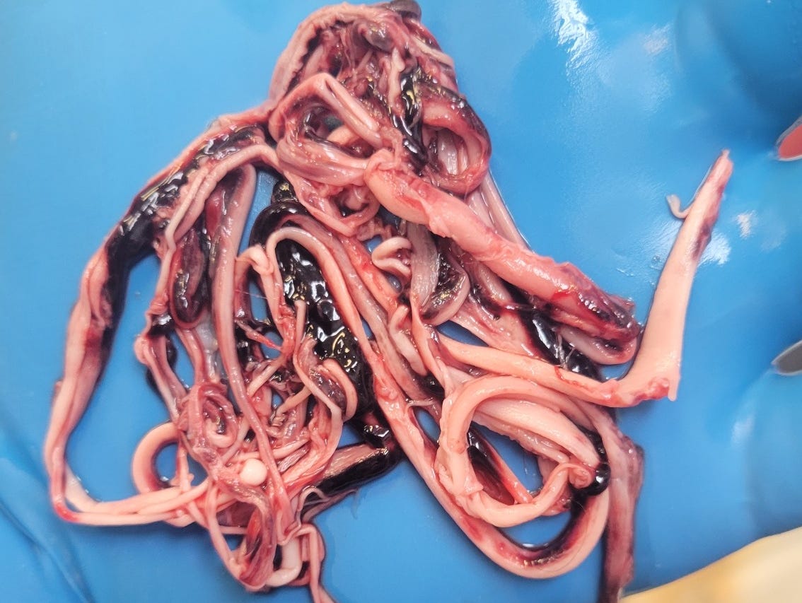 Clotastrophe | Laura Kasner | Substack