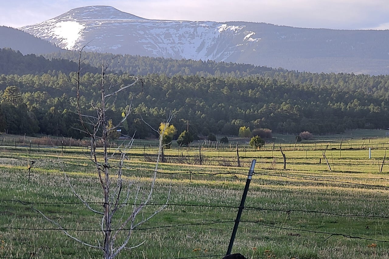 Here as in Heaven | Bernie Ellis | Substack