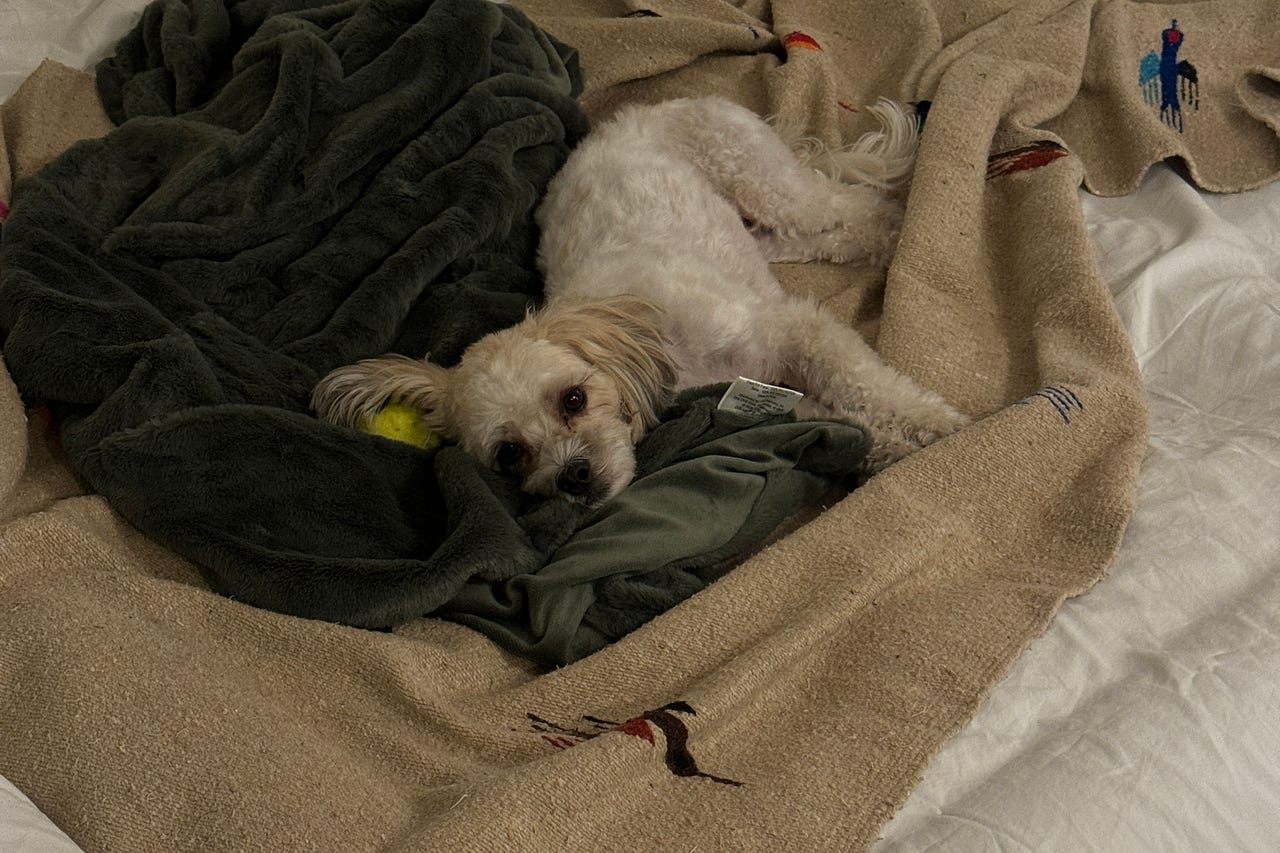 Sarah's Pigeon Post | Substack