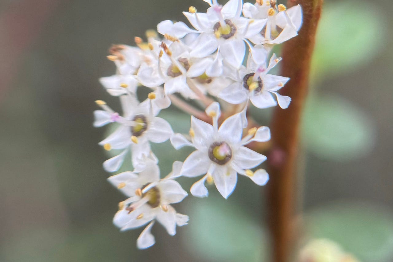 方舟子Shimin’s Substack | 方舟子Shimin Fang | Substack