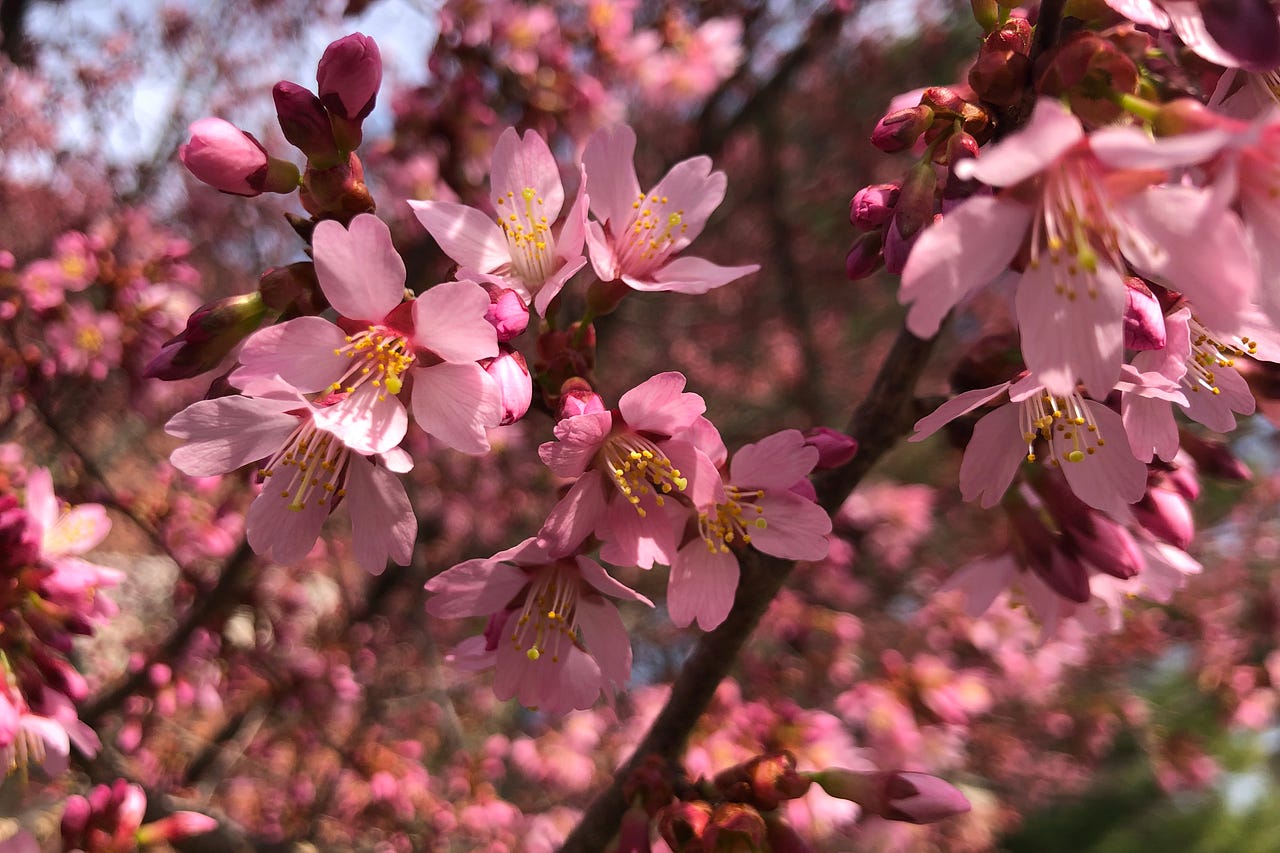 The Bookish Bouquet | Katherine Joyce | Substack