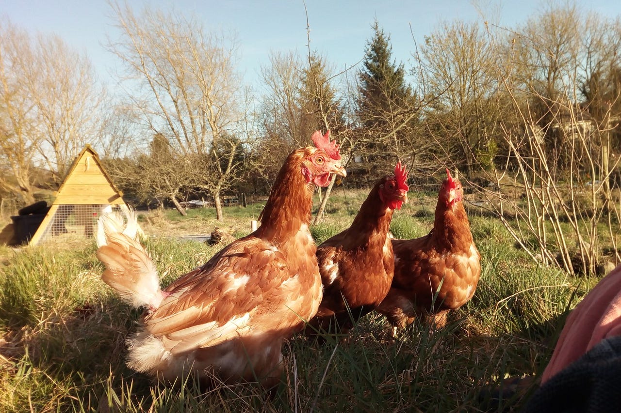 Manchán’s Substack | Manchán Magan | Substack