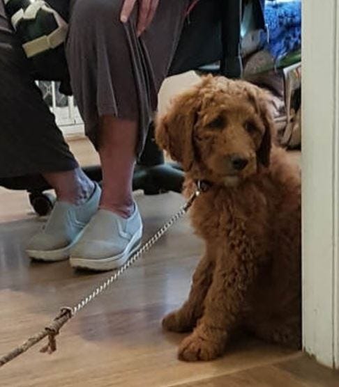 Beverley’s Dogs Substack | Beverley Rutland-Manners | Substack