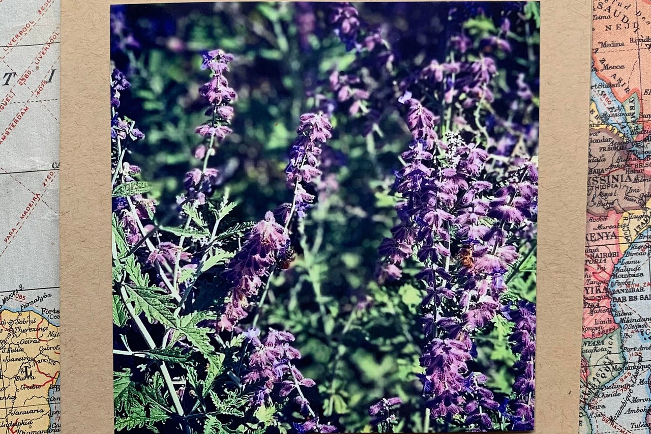 Gute, Clean, & Simple | Gute Leben | Emily Kirchner | Substack