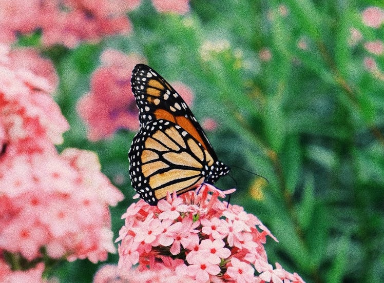 inside my journal | monsay | Substack