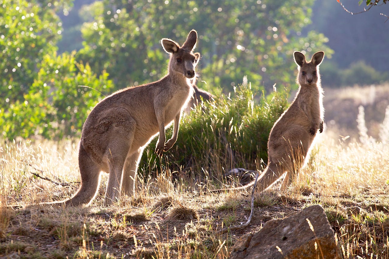 Toma Rahman’s Learning Journal | Substack