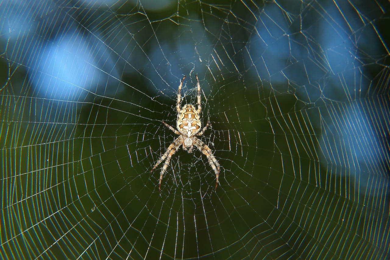 A Closer Look | Holly Rockwell | Substack