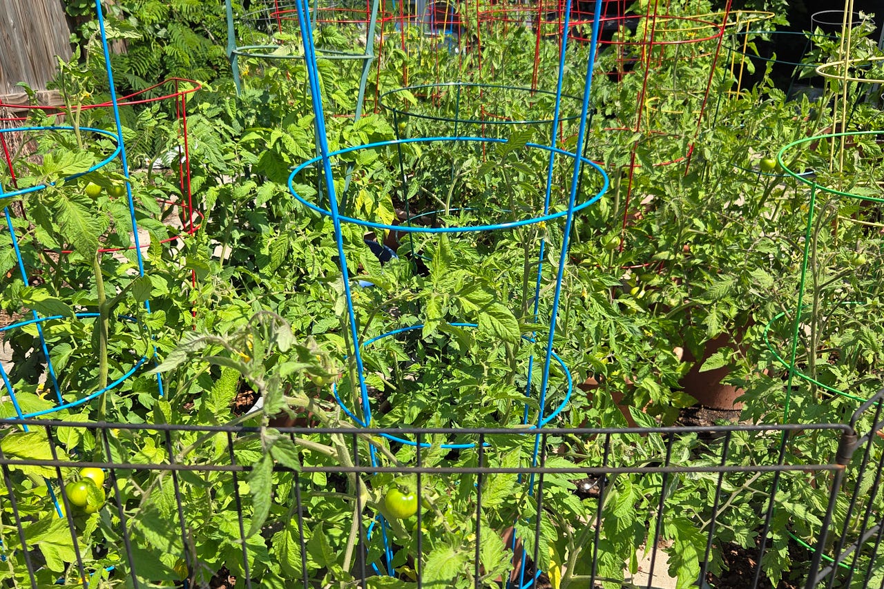 The Gene Pool | gene weingarten | Substack