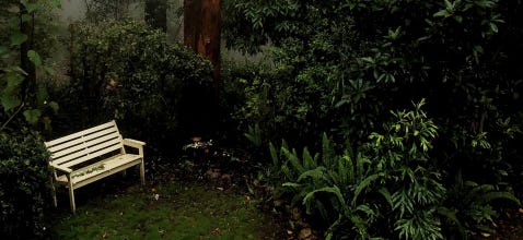 Michelle’s Substack | Michelle Bluebrush | Substack