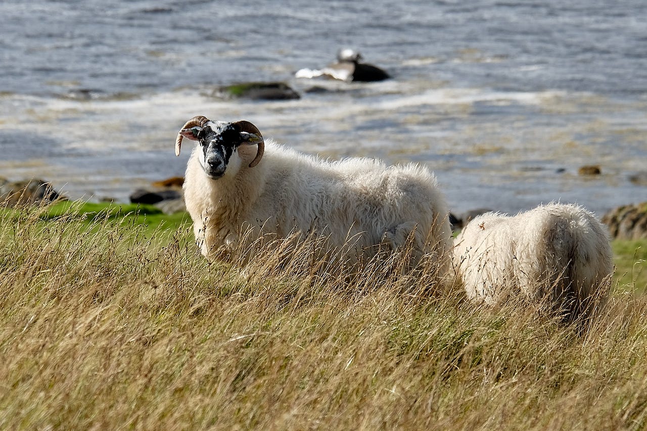 The Debatable Land | Alex Massie | Substack