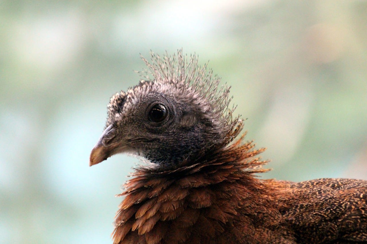 Vibrant Life | Jennifer Margulis | Substack