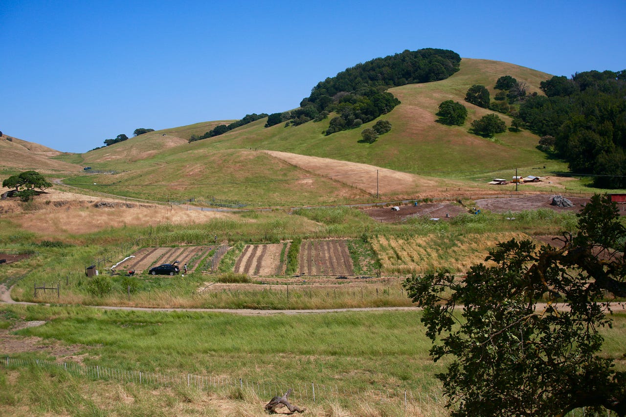 oakland garden club | Alexis Madrigal | Substack