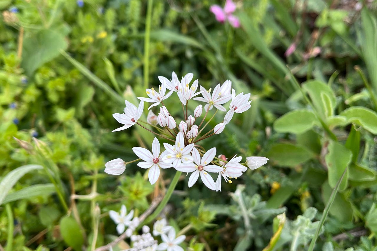 Compulsively Contemplative | Ellie Wiener | Substack