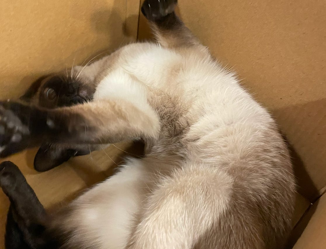 Everything Is Horrible | Noah Berlatsky | Substack