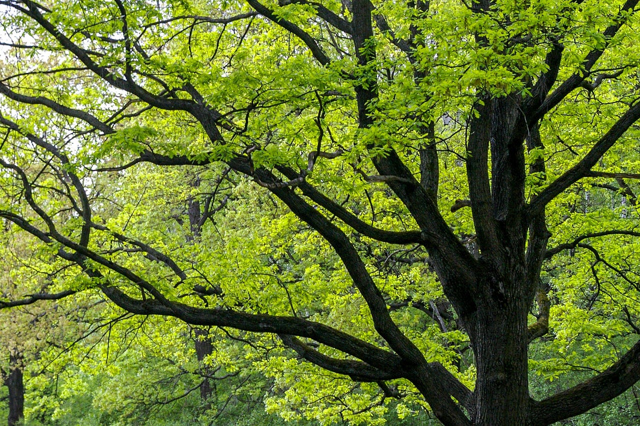 Eric John Campbell | Substack