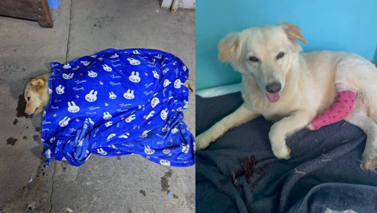 Happy Doggo | Niall Harbison | Substack