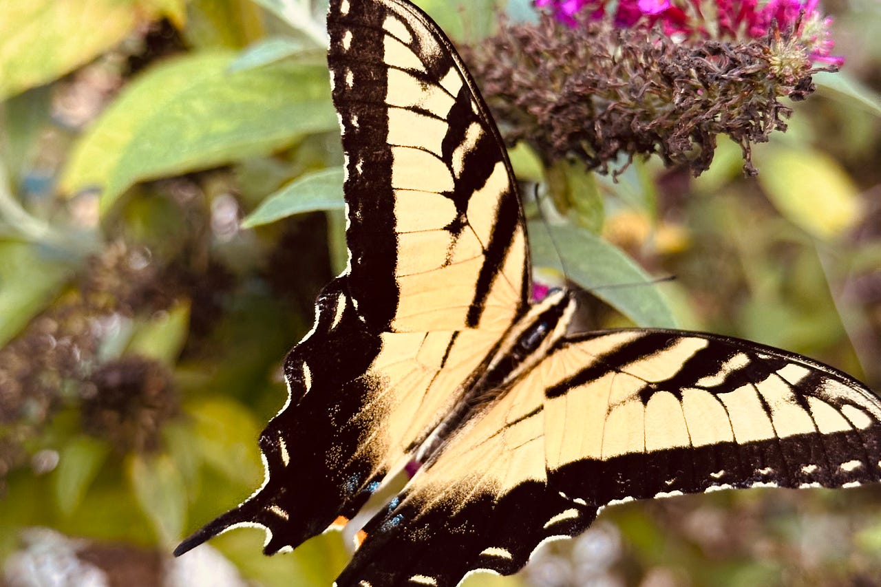 Nedra Nuggets | Nedra Glover Tawwab | Substack