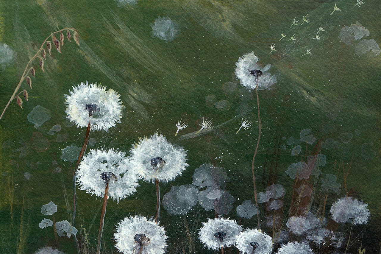 Dandelion Seeds: Illustrated Essays | Candace Rose Rardon | Substack