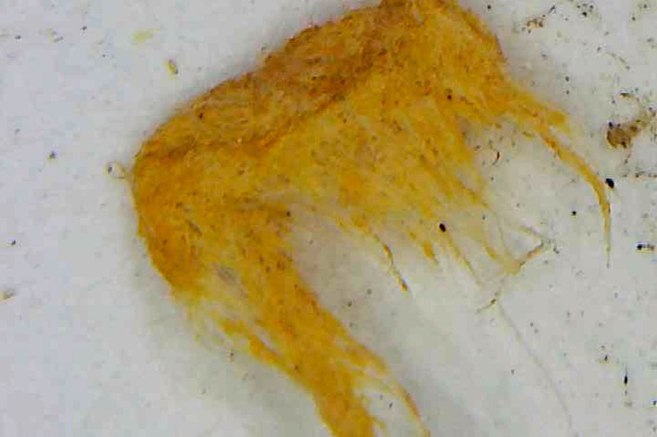 Kim S Substack Substack