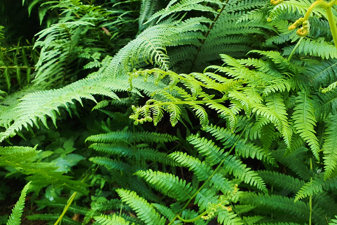 Sylvia Magazine Newsletter | Substack