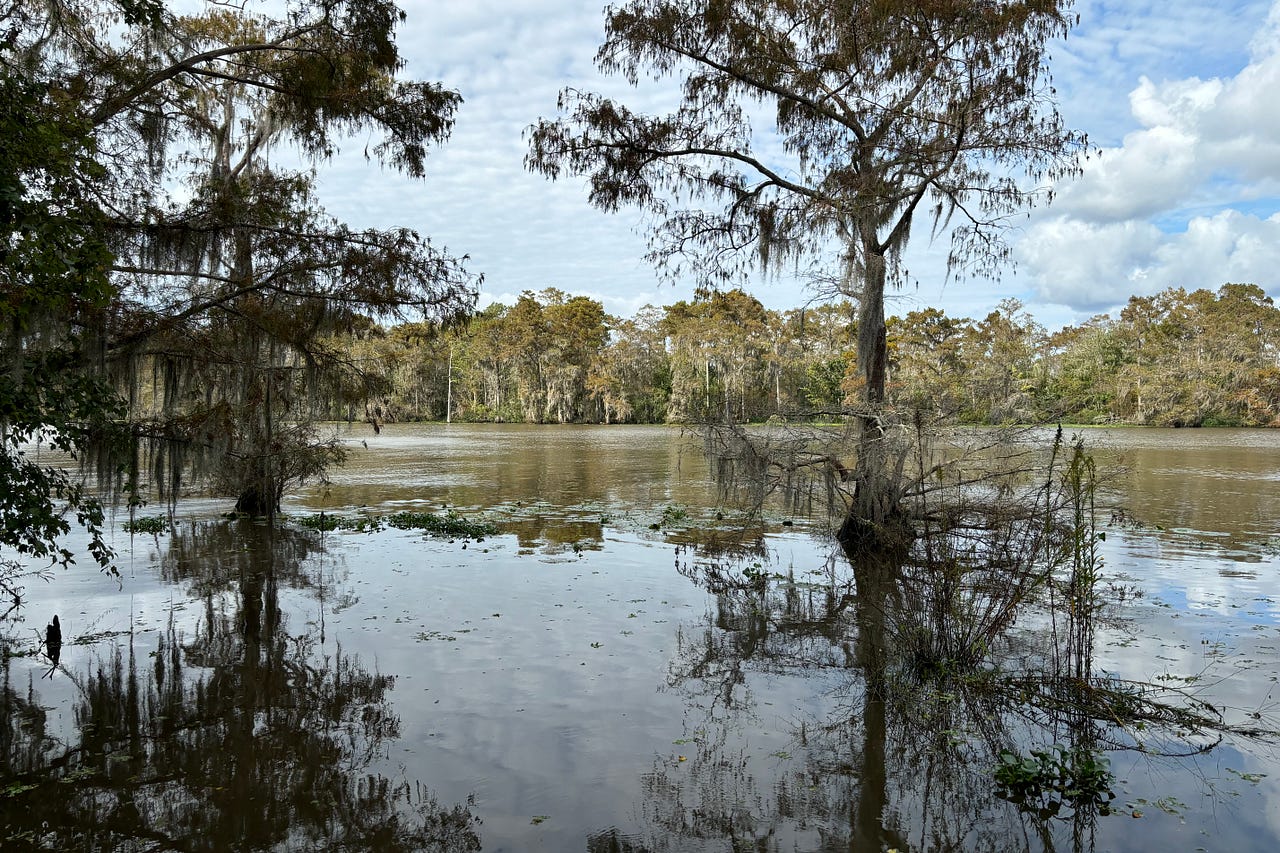 Minor Fossil | Substack