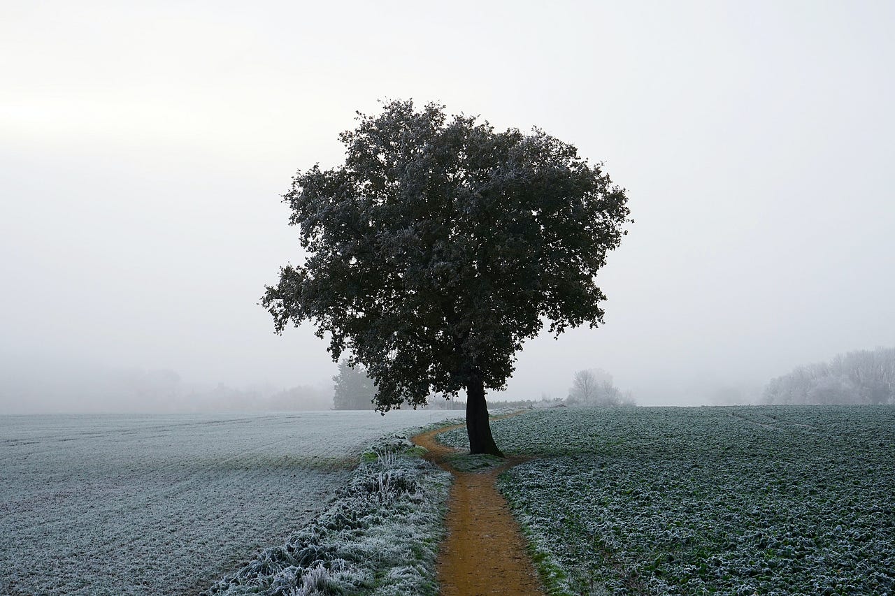 Dear Flora | Substack