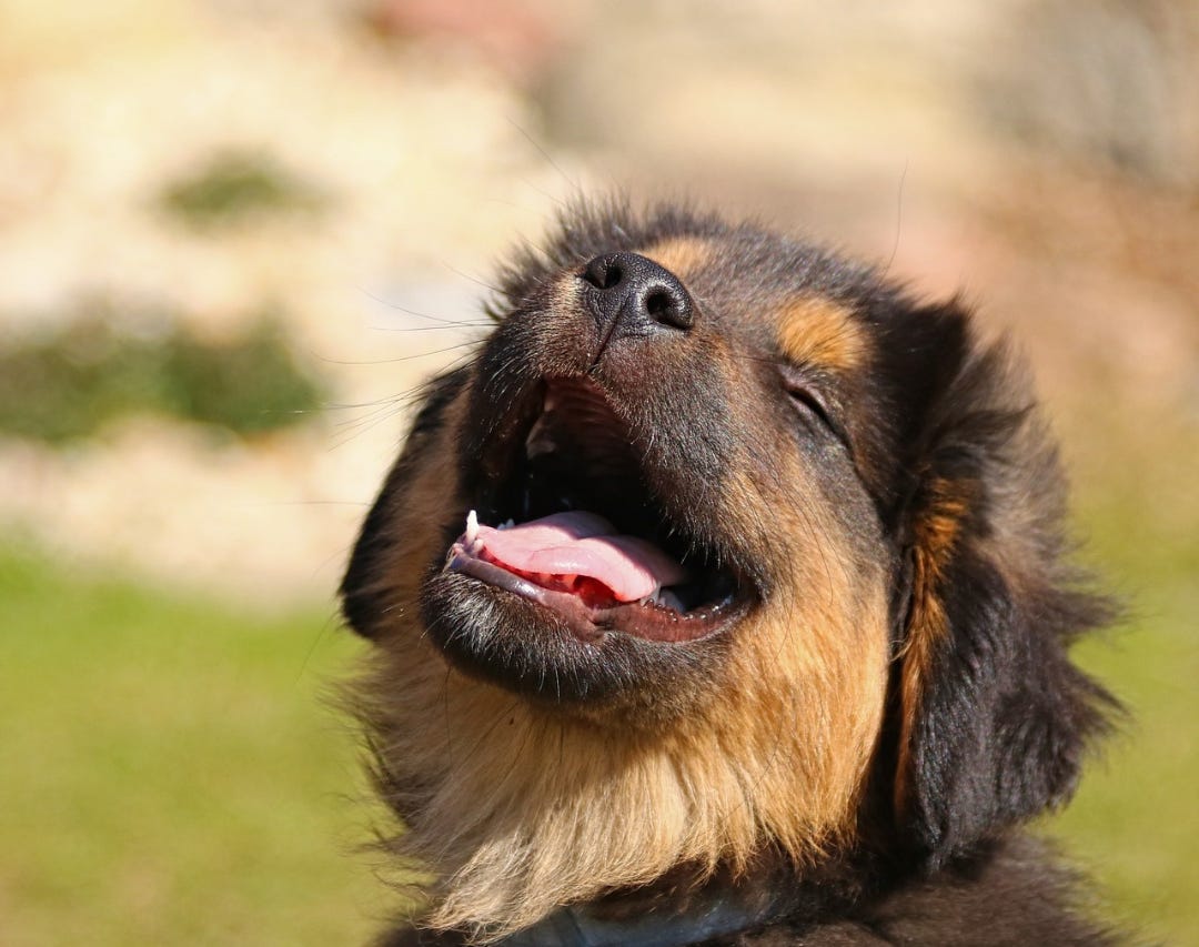 Faith at Work | David Mitzenmacher | Substack