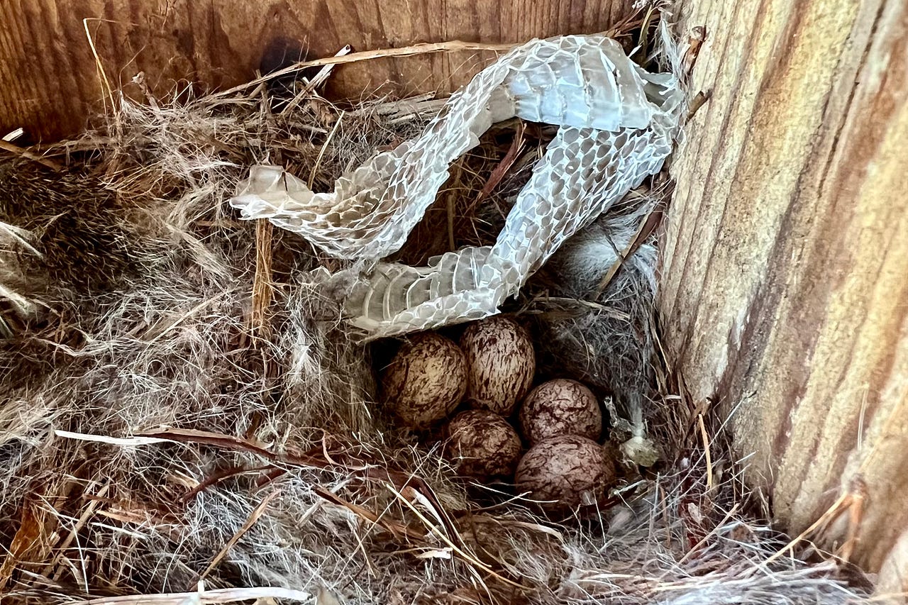 Darren’s Substack | Darren J. Davis, CGCS | Substack