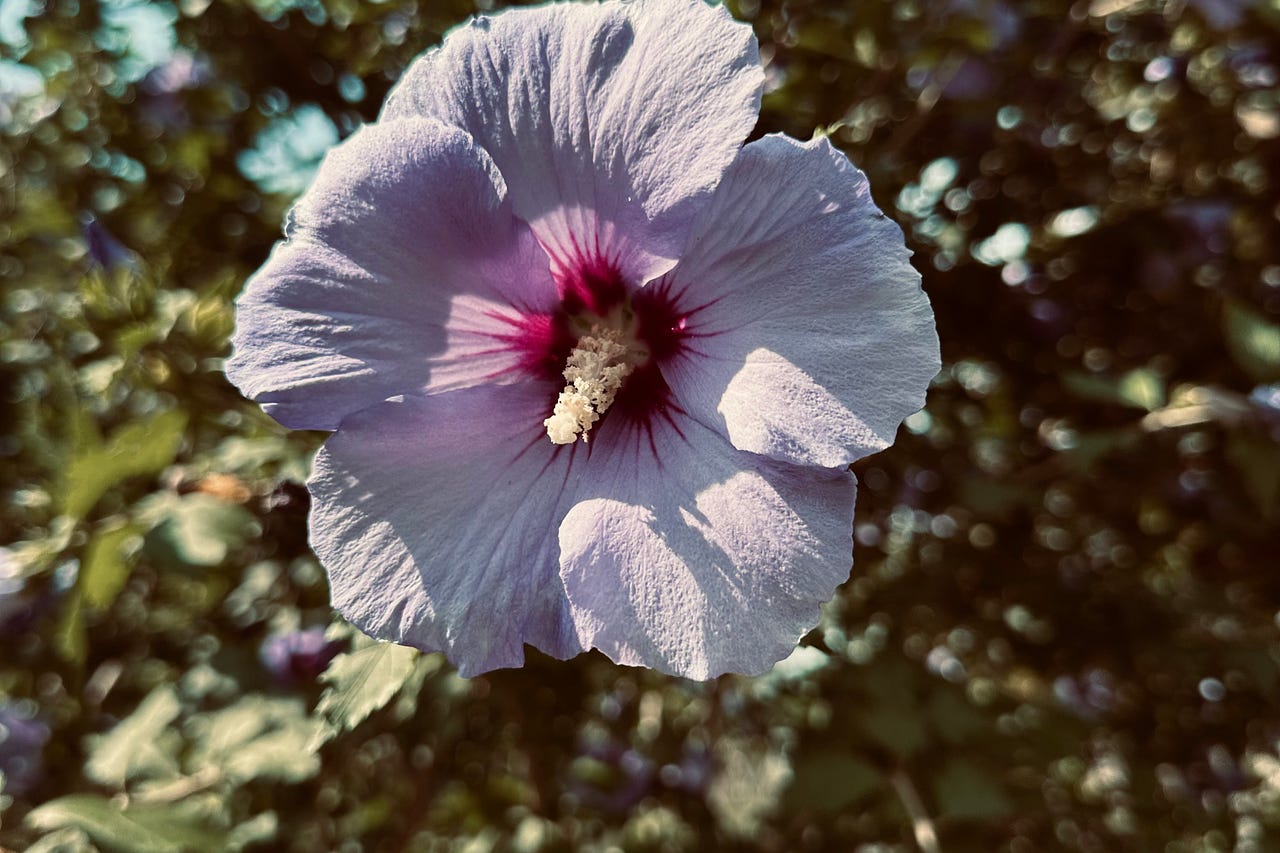 Nedra Nuggets | Nedra Glover Tawwab | Substack