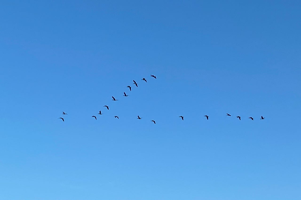 Dispatches From The Crucible | Lucy Dunbar | Substack