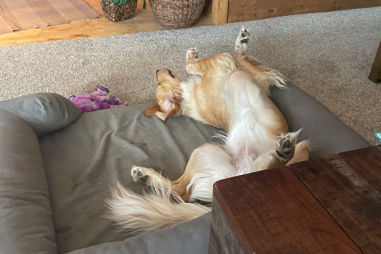 Gray's Voice | Connie Gray | Substack