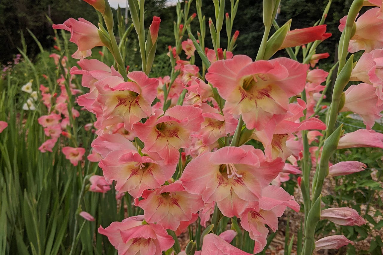 Joseph Gardens | Joseph Tychonievich | Substack