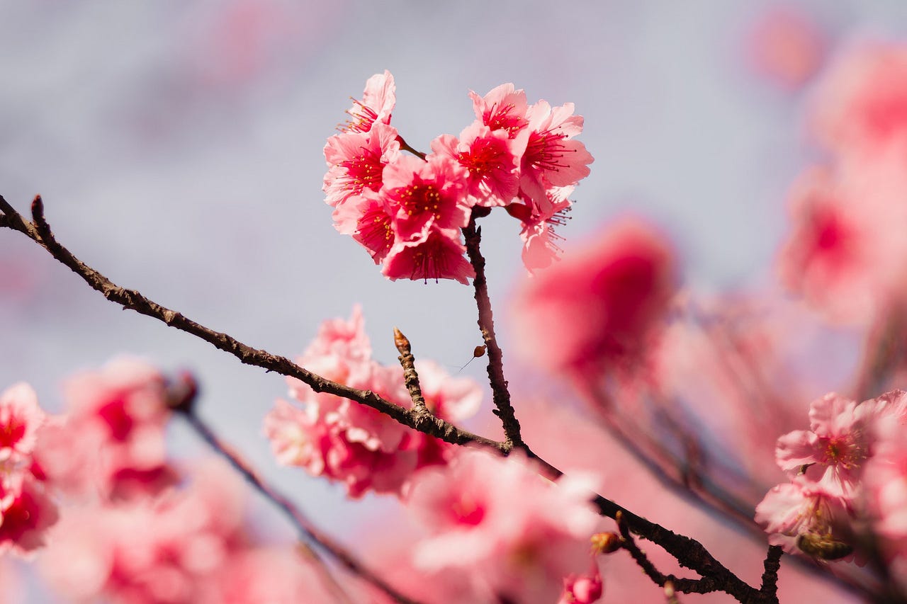 Make Pure Thy Heart | Paolo Peralta | Substack